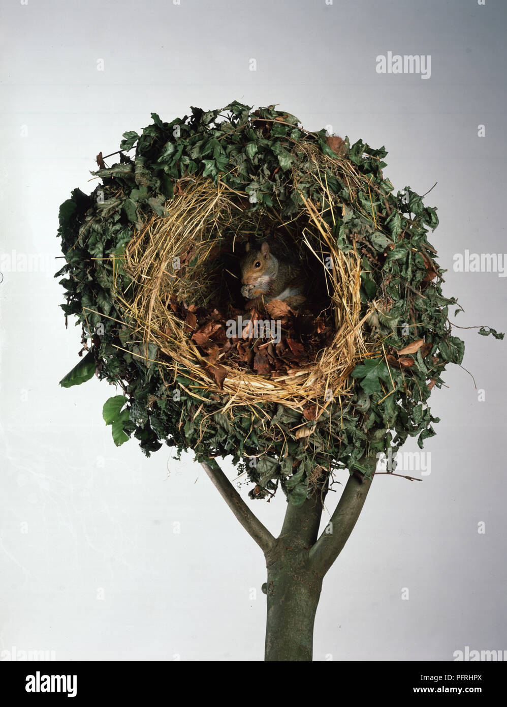 Drey hi-res stock photography and images - Alamy