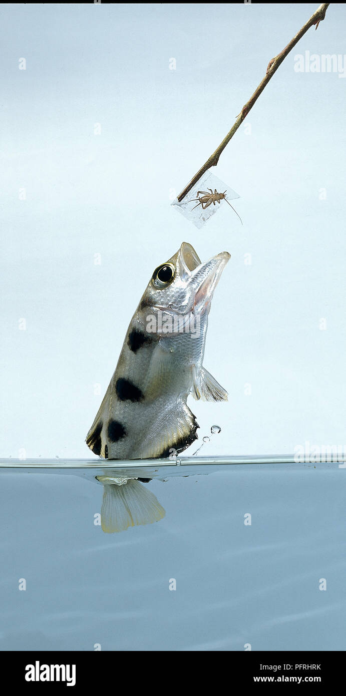 Banded archerfish (Toxotes jaculatrix) two-thirds out of water with ...