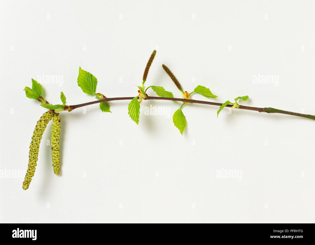 Betula pubescens (White birch), branch tip in spring, showing young ...
