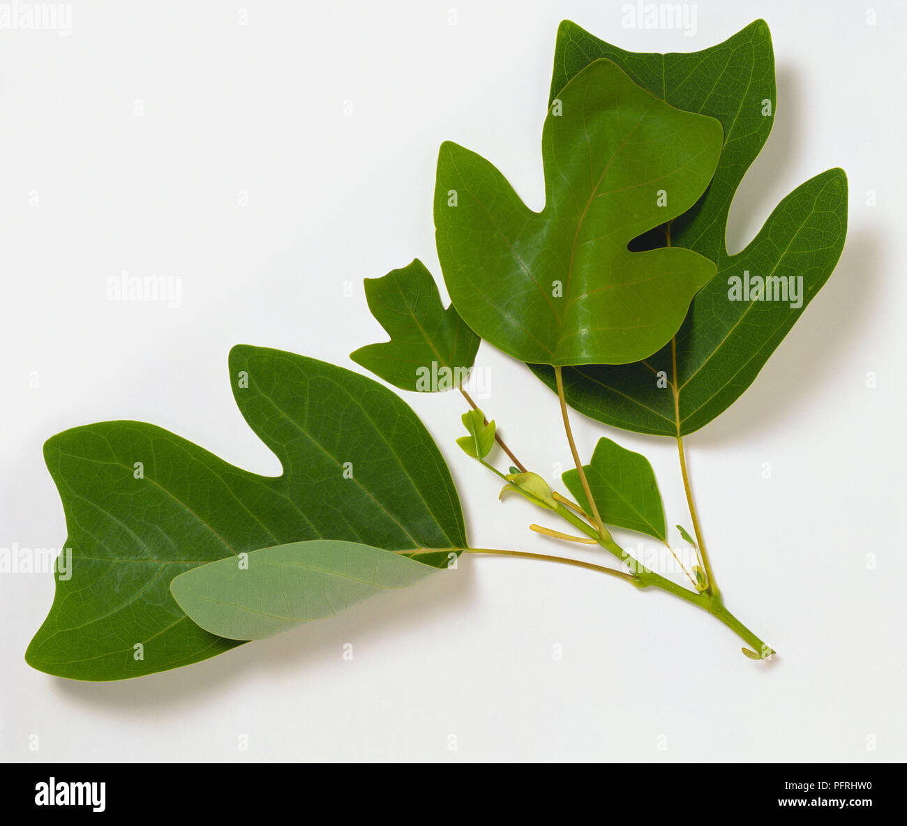 Liriodendron chinense (Chinese tulip tree), stem with leaves Stock ...