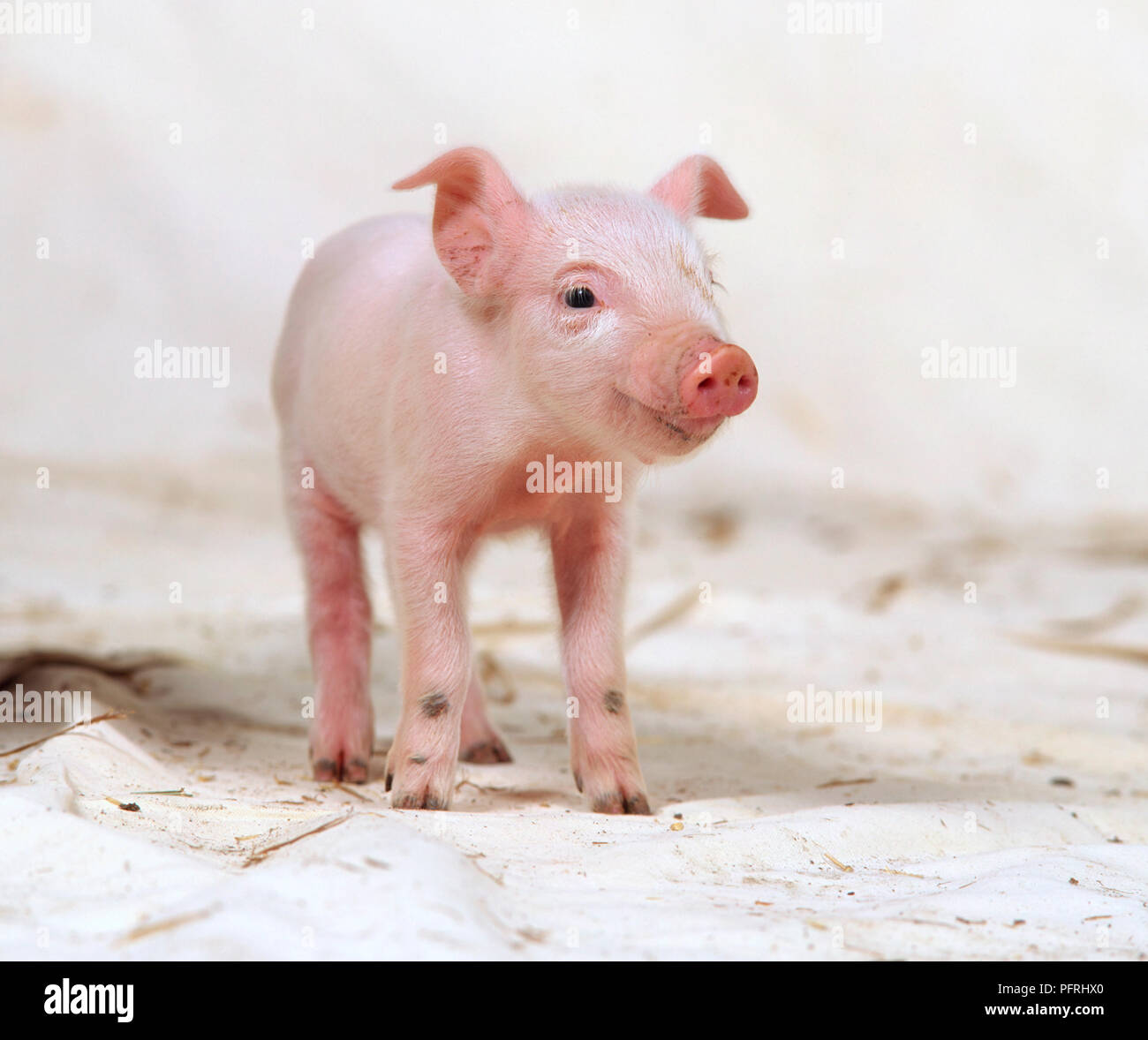 Two-day old piglet standing Stock Photo - Alamy