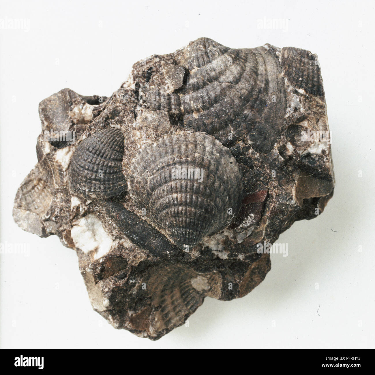 Cardiola interrupta, fossilised shells on rock Stock Photo - Alamy