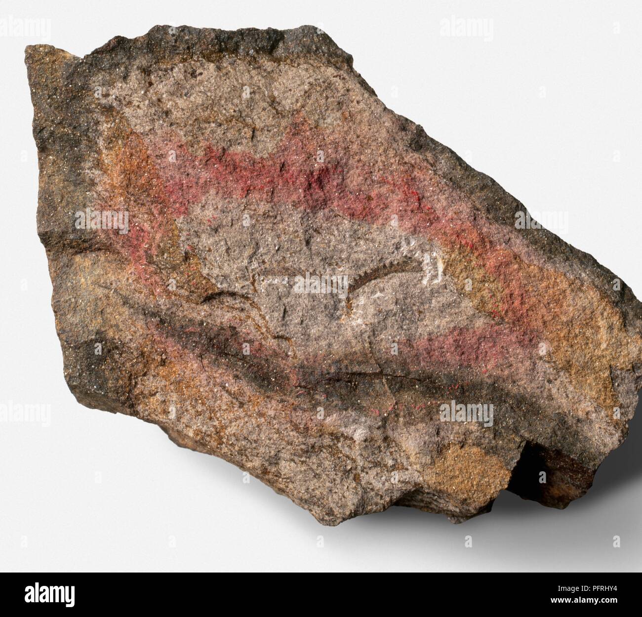 Graptolite hi-res stock photography and images - Alamy