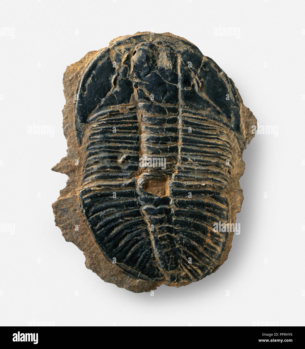 Cambrian fossil hi-res stock photography and images - Alamy