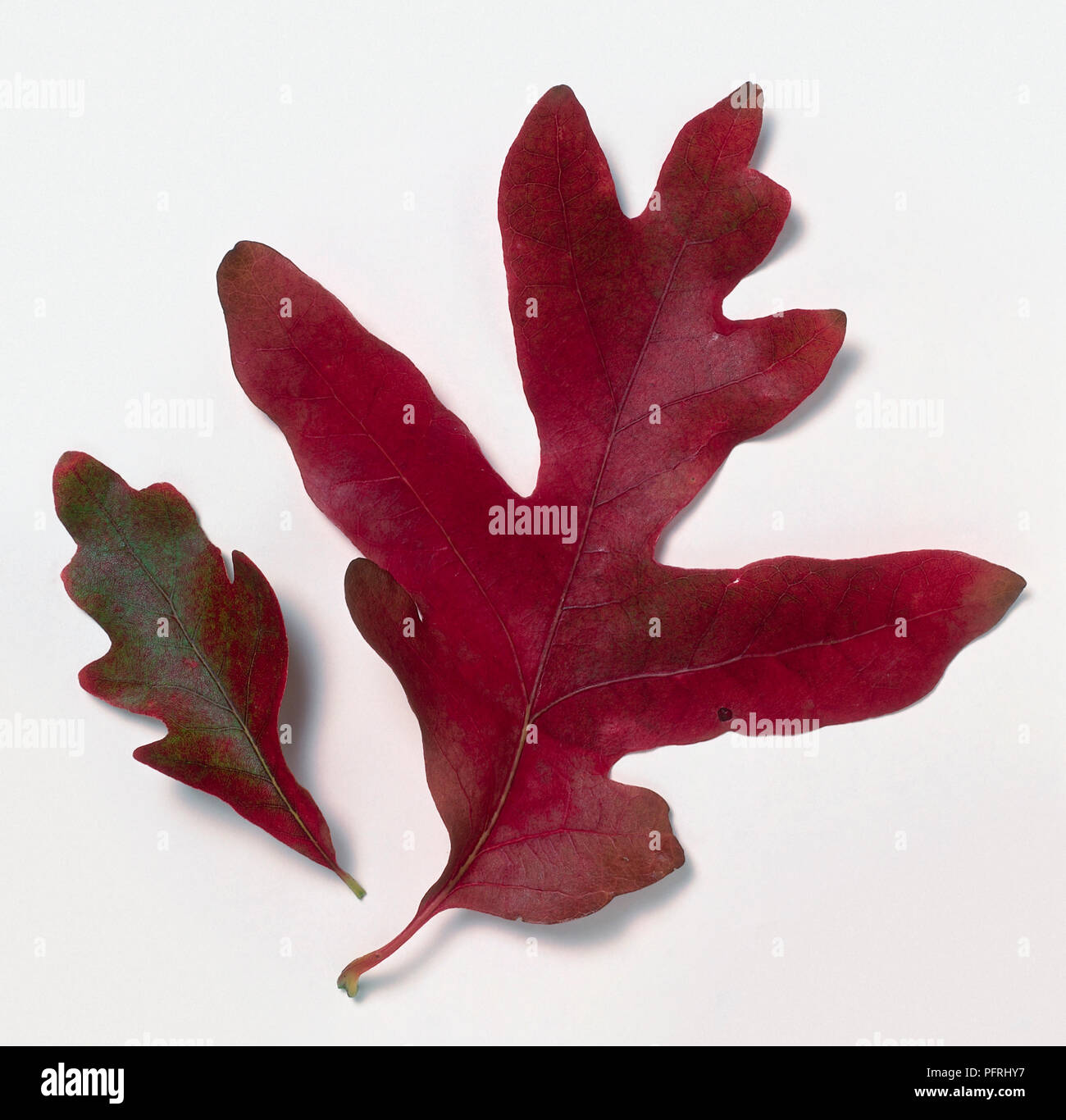White oak leaves quercus alba hi-res stock photography and images - Alamy