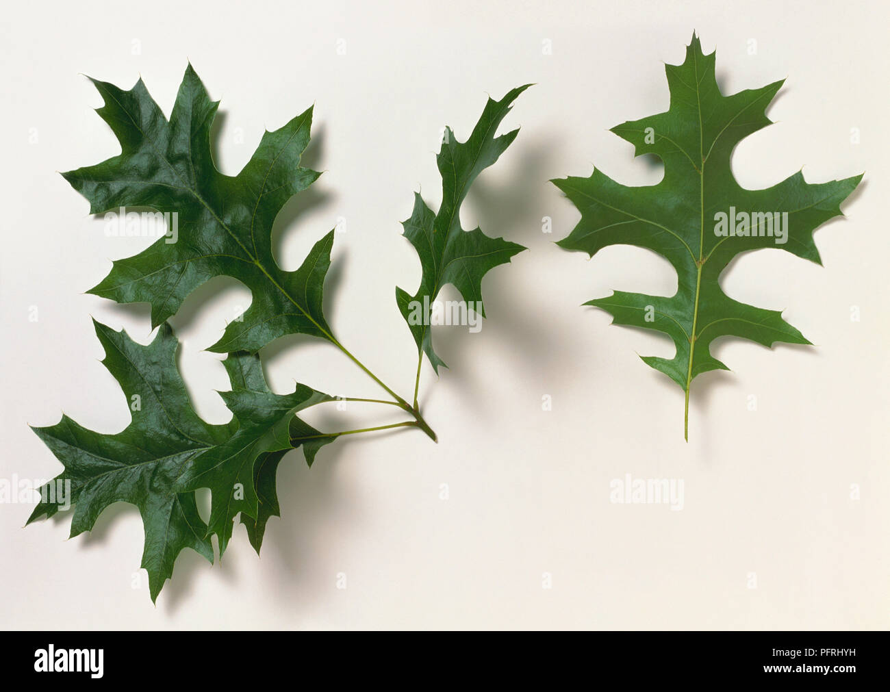 Quercus palustris (Pin oak), stem with leaves, and a separate leaf ...