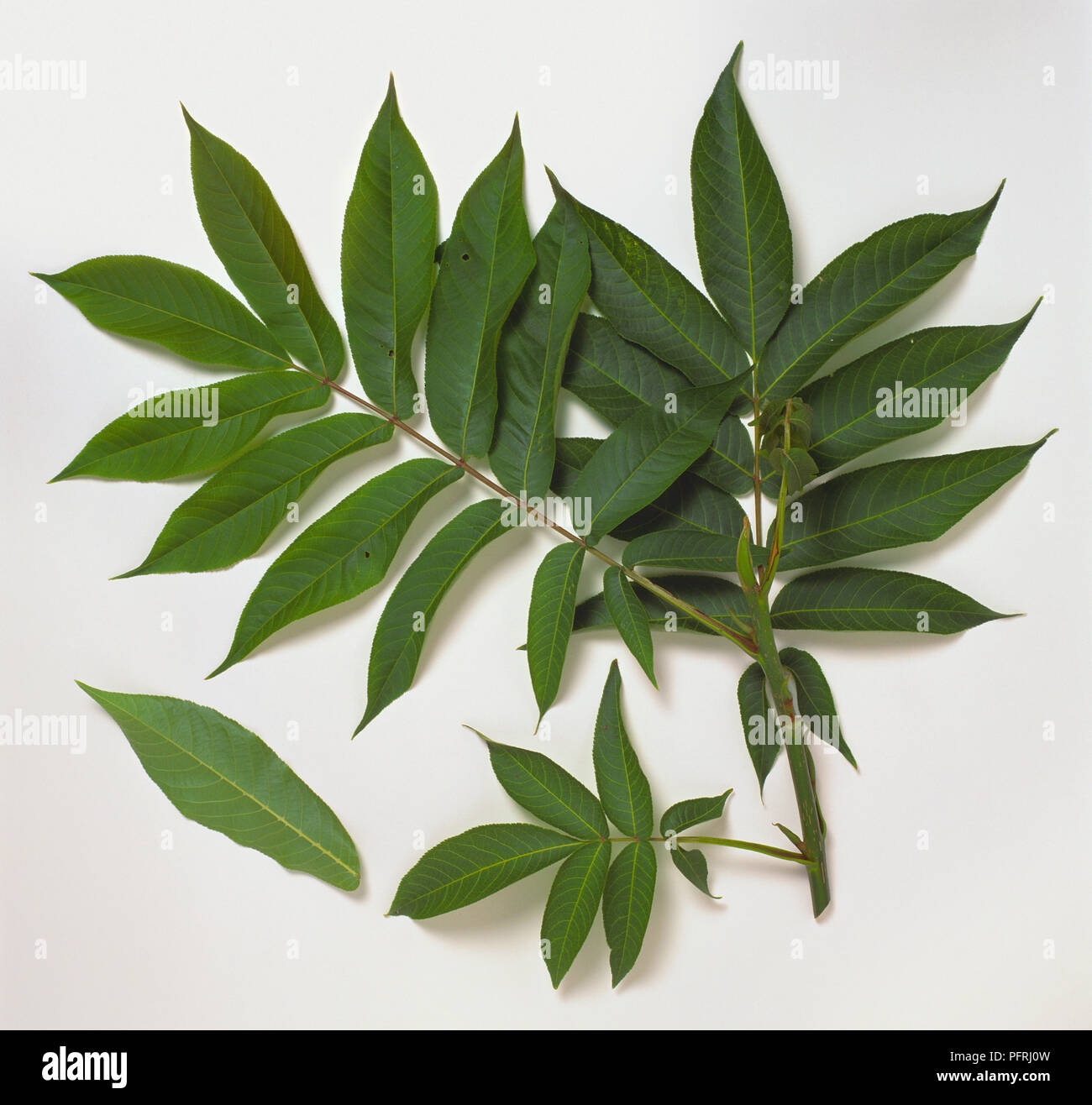 Japanese wingnut hi-res stock photography and images - Alamy