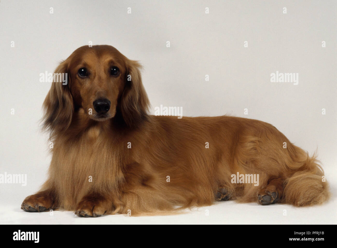 Standard Long Haired Dachshund Stock Photos & Standard Long Haired ... Standard Long Haired Dachshund Stock Photos & Standard Long Haired ...