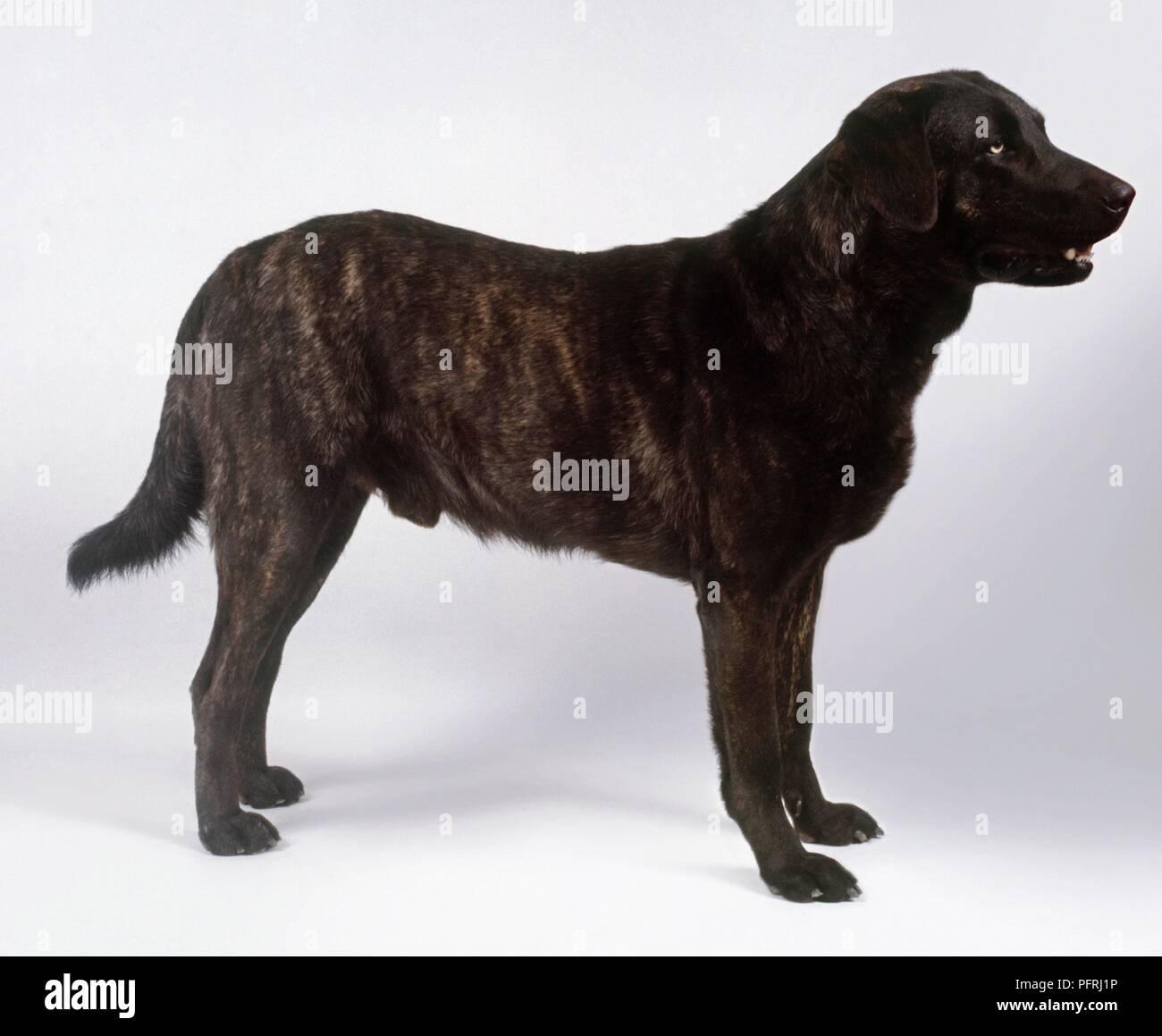 Castro Laboreiro High Resolution Stock Photography and Images - Alamy