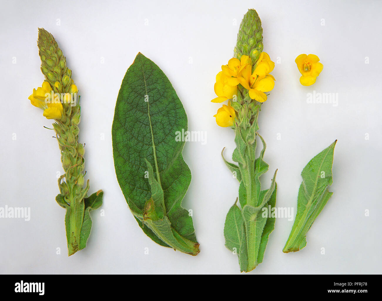 Mullein leaves hi-res stock photography and images - Alamy