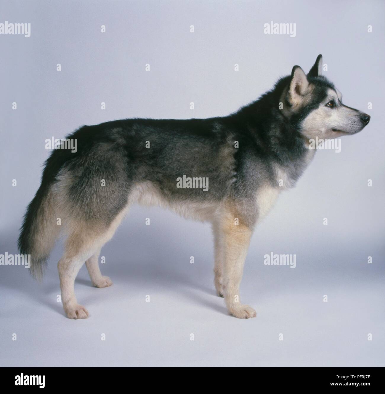 Alaskan (Klee Kai), side view Stock Photo - Alamy
