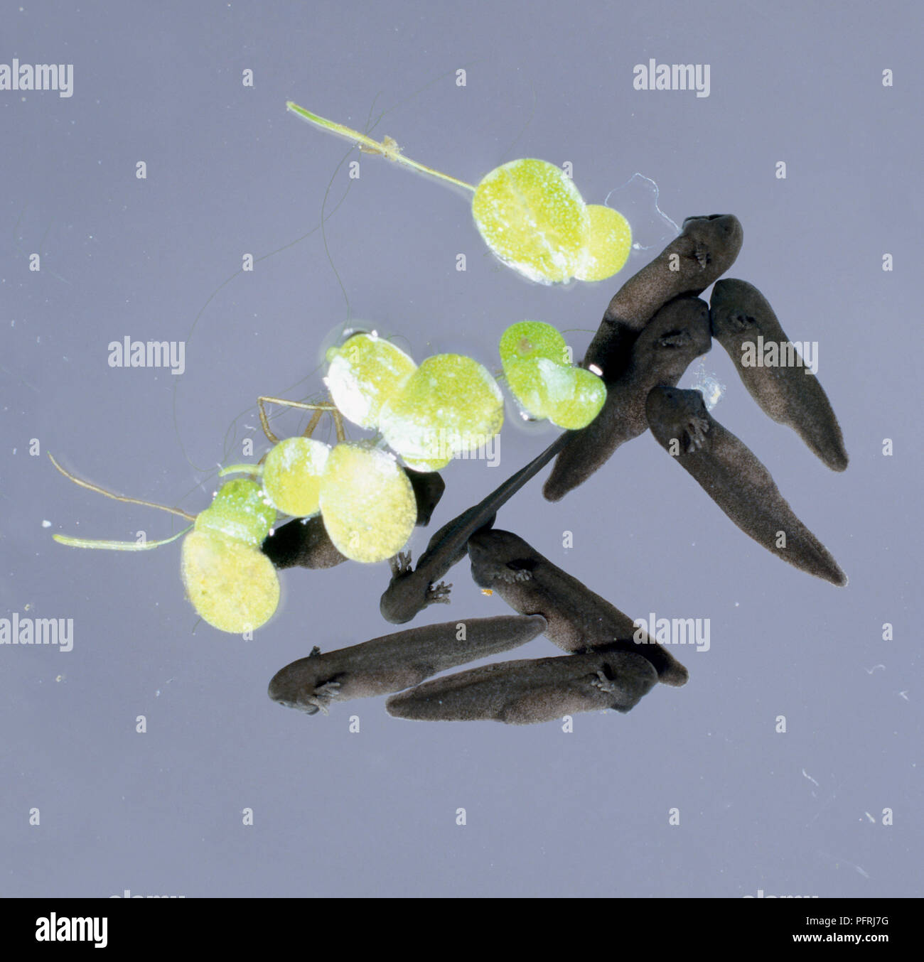 Medium close up two animals hi-res stock photography and images - Alamy