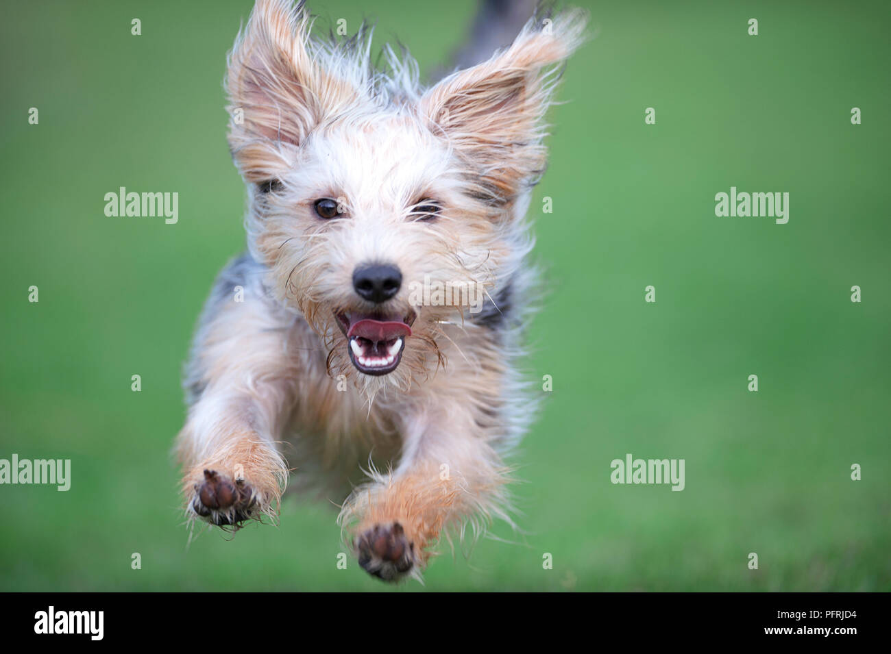 Yorkshire terrier cross hi-res stock photography and images - Alamy