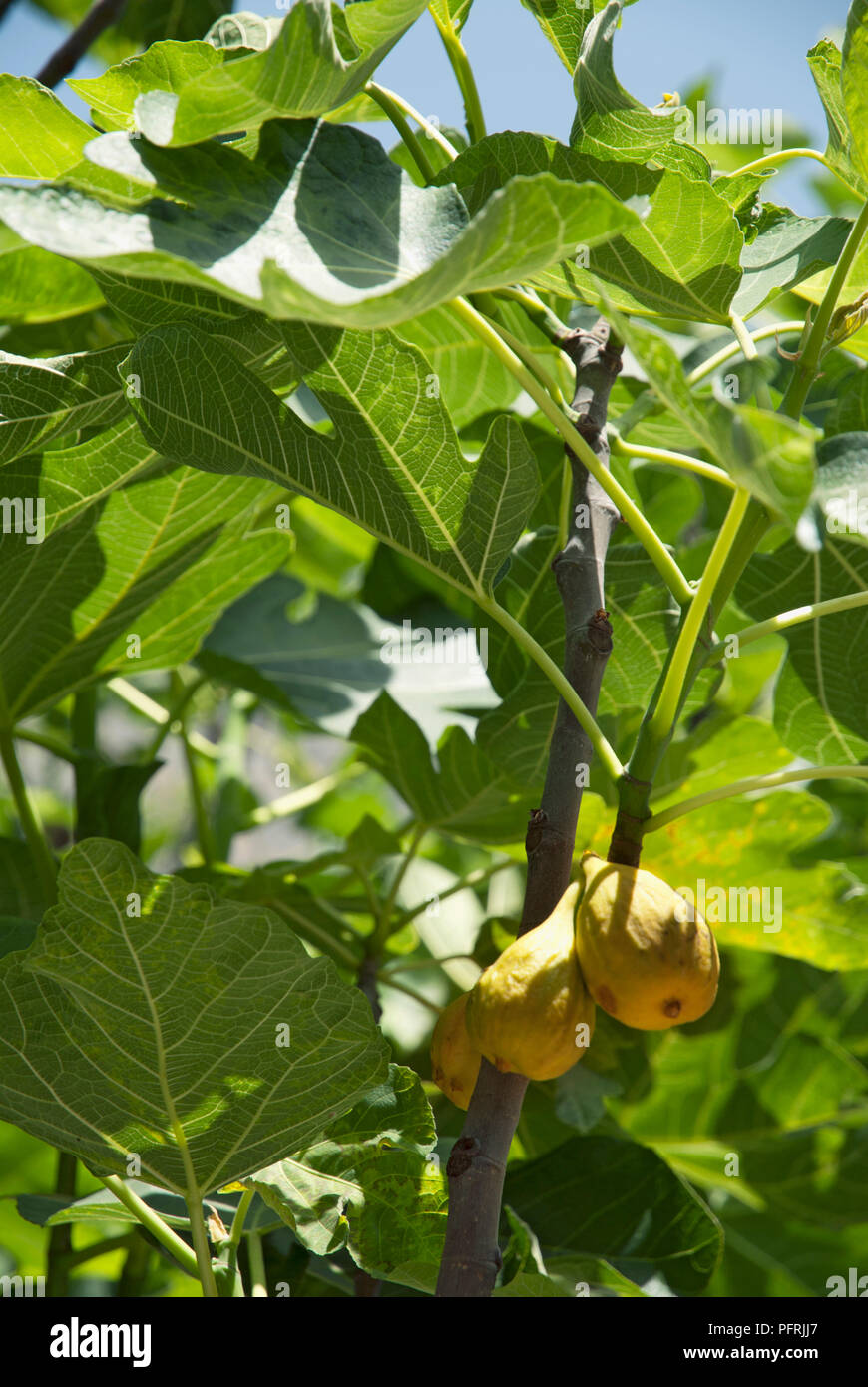 Bearing ficus hi-res stock photography and images - Alamy