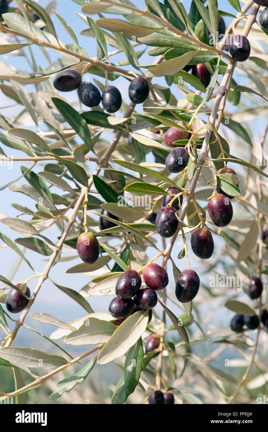 Ripe olives in olive tree hi-res stock photography and images - Alamy