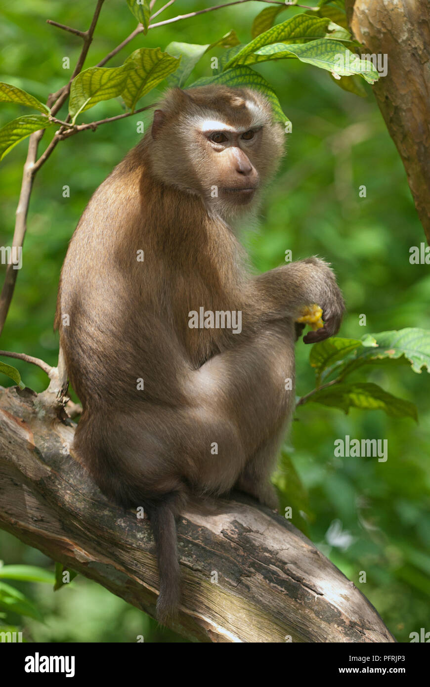 Thailand, Phuket, Phuket Town, Monkey Hill, monkey sitting on tree ...