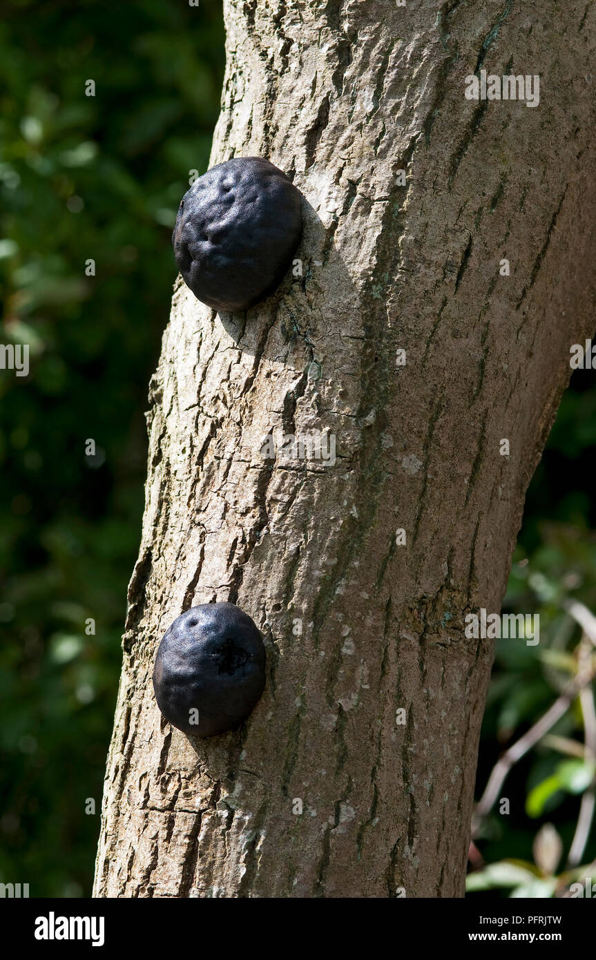 Black coal fungus hi-res stock photography and images - Alamy