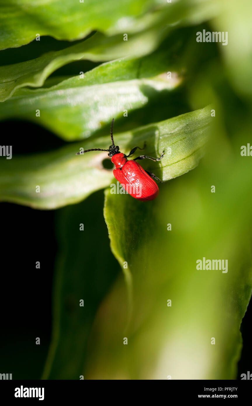 Scarlet lily leaf beetle hi-res stock photography and images - Alamy