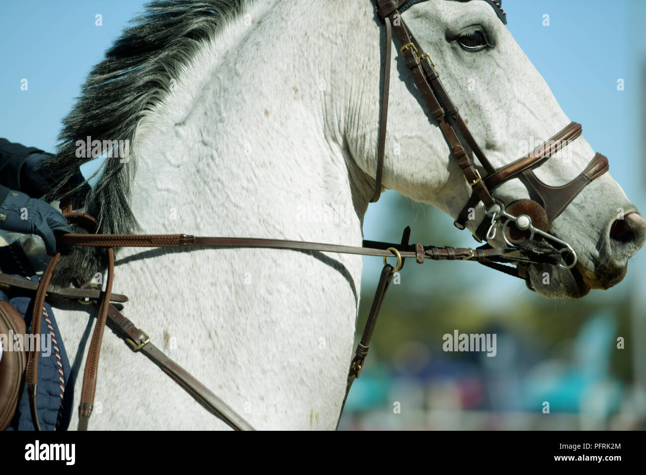 Close-up, detail, head, face, neck, single white horse, leather reins ...