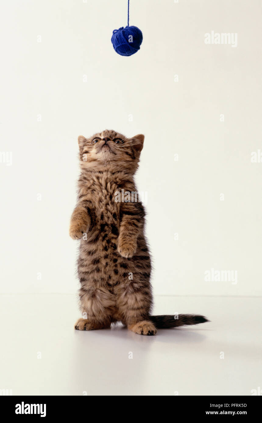 Ball of string kitten hi-res stock photography and images - Alamy