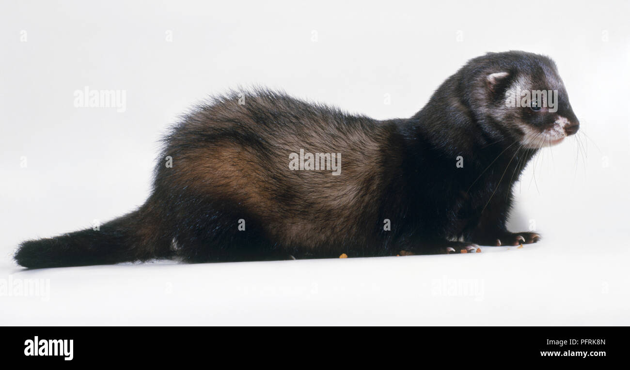 American mink cut out hi-res stock photography and images - Alamy