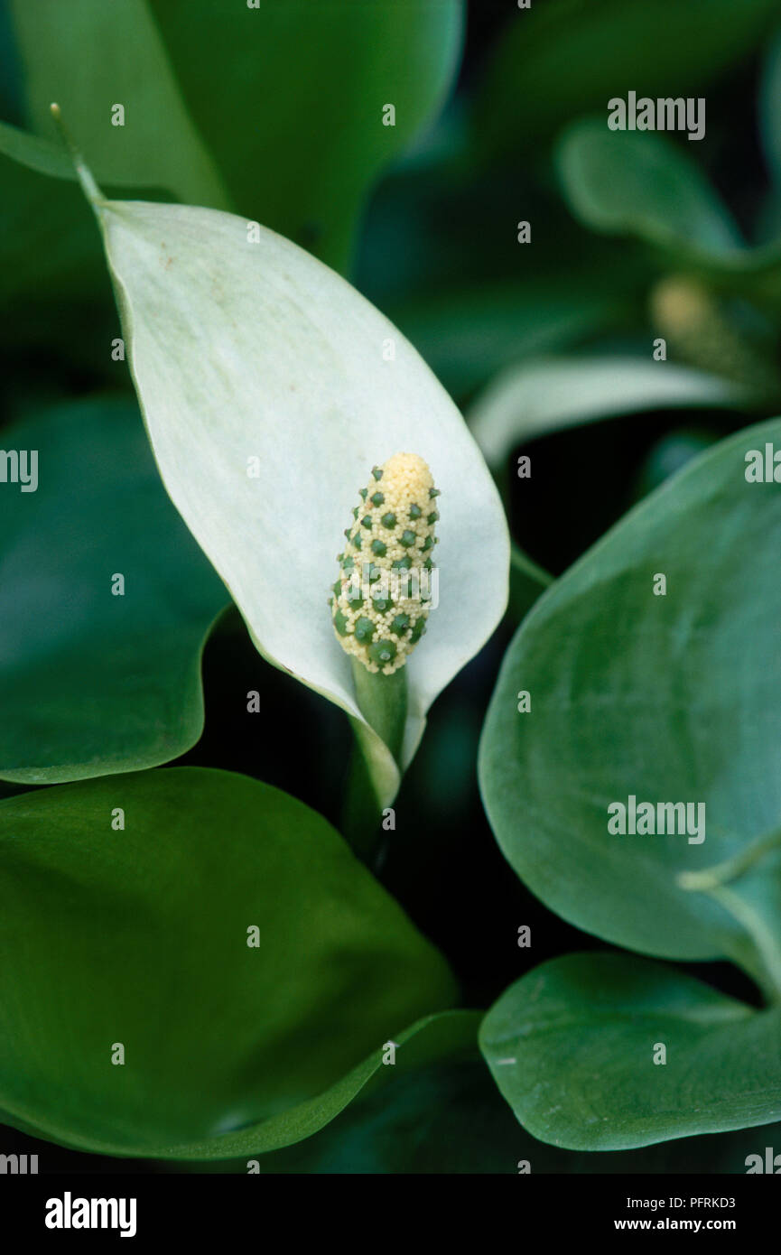 Bog arum calla hi-res stock photography and images - Alamy
