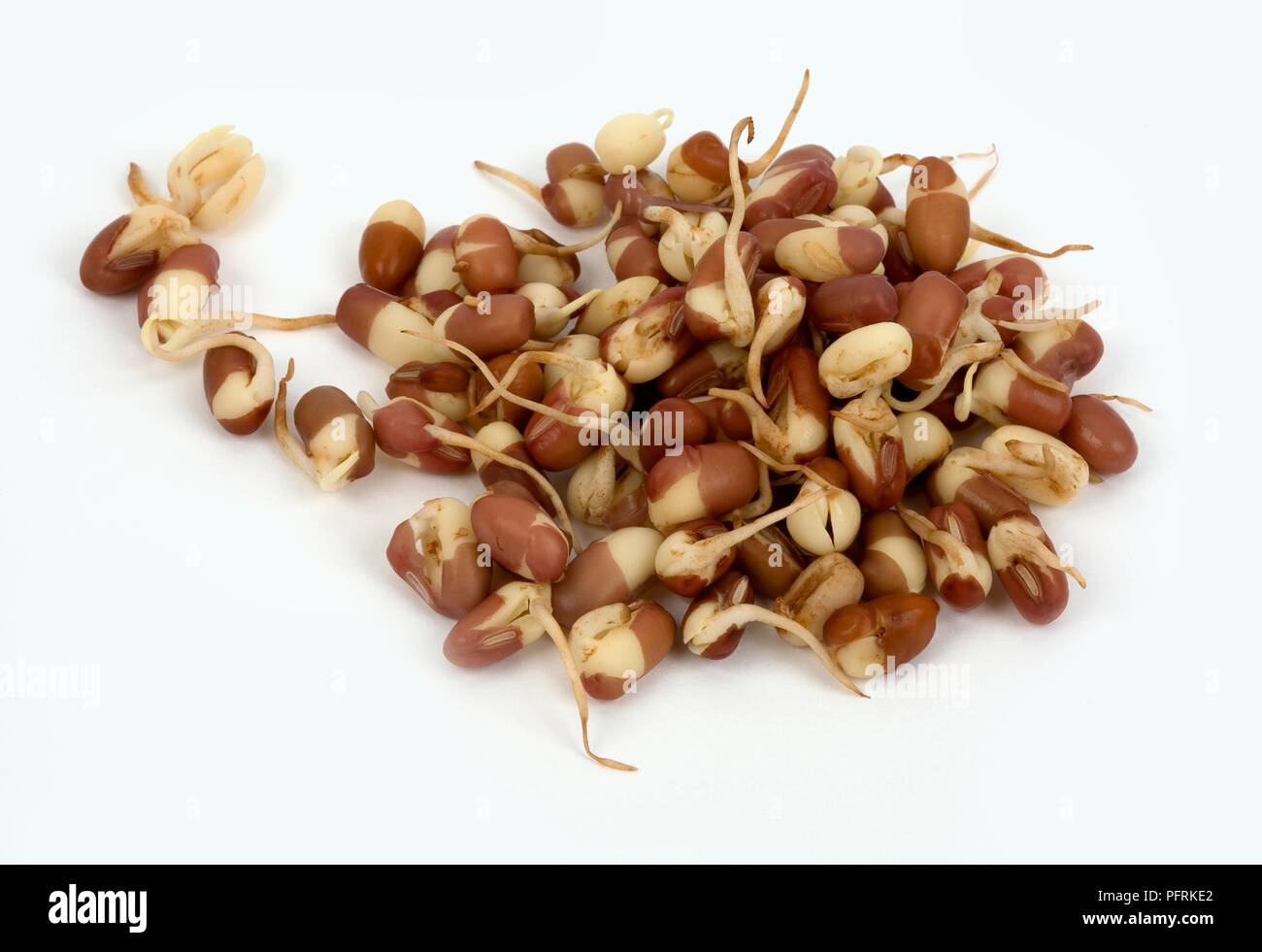 Adzuki bean sprouts hi-res stock photography and images - Alamy