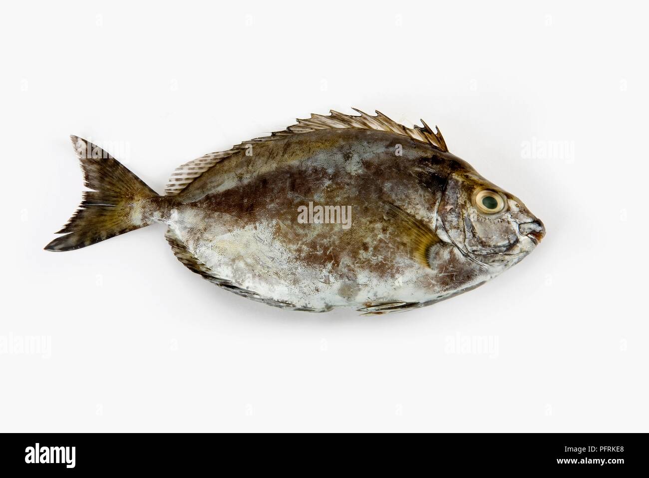 Fish profile hi-res stock photography and images - Alamy