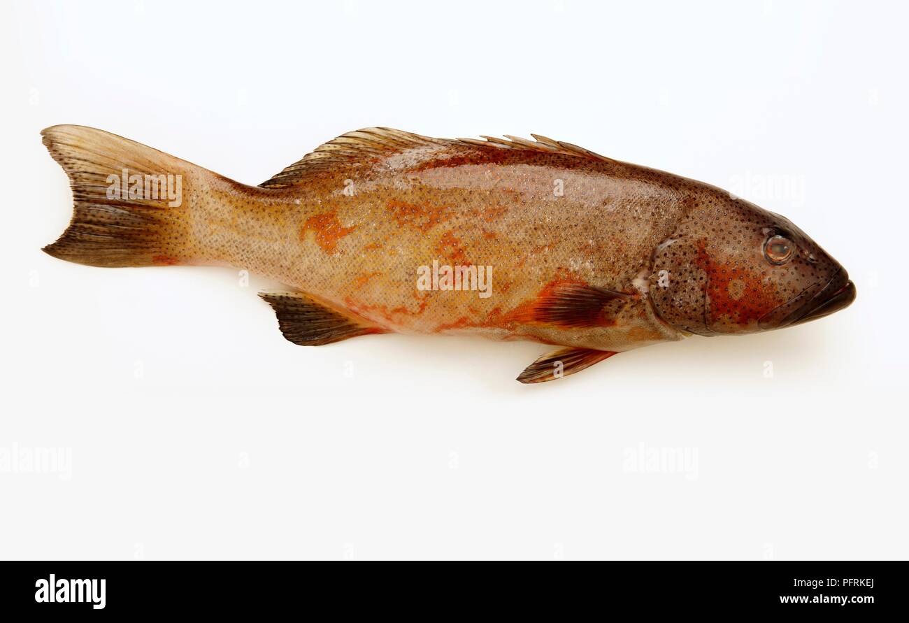 Plectropomus leopardus hi-res stock photography and images - Alamy