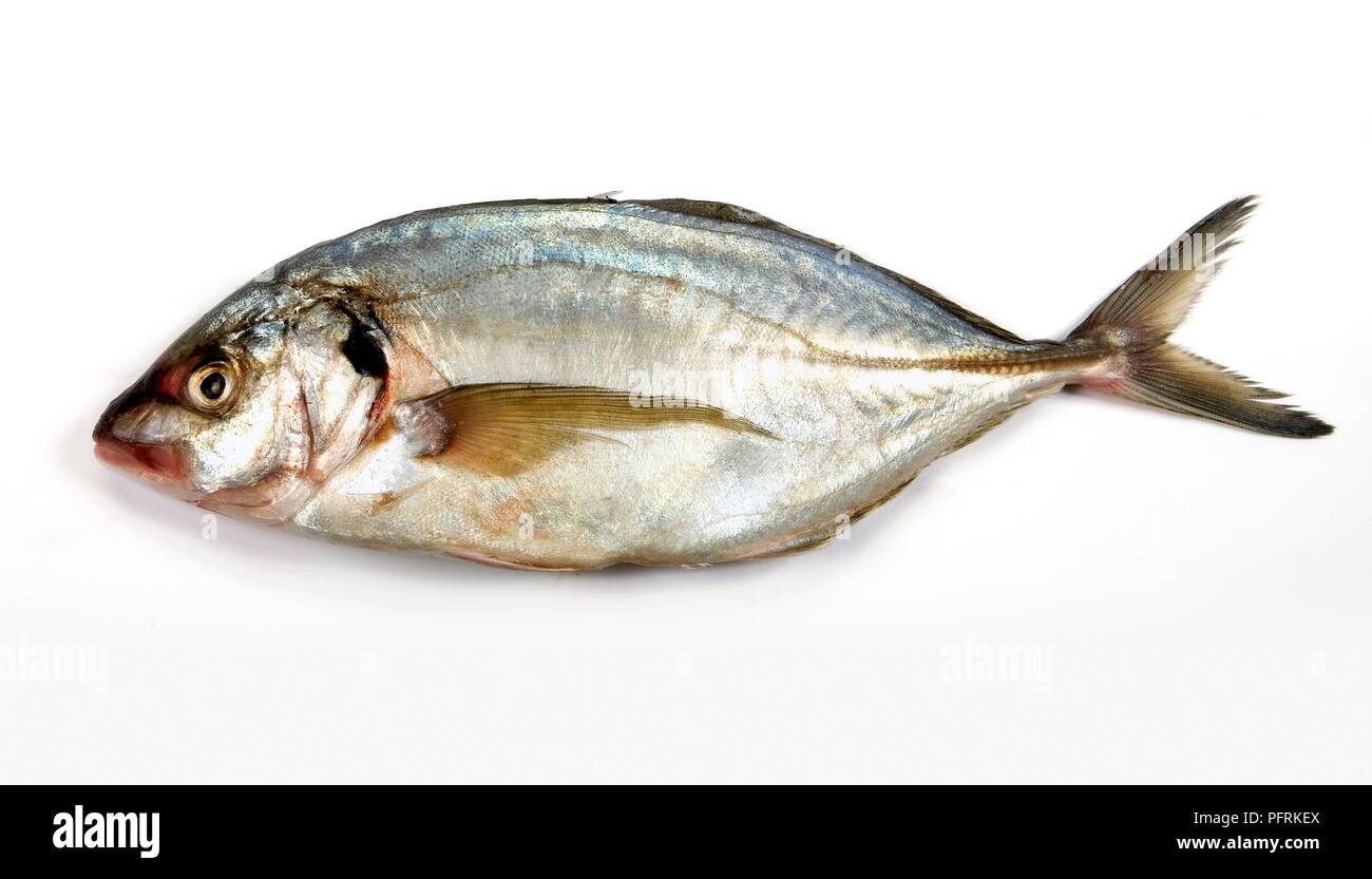 Crevalle Jack (Caranx hippos) mackerel Stock Photo - Alamy