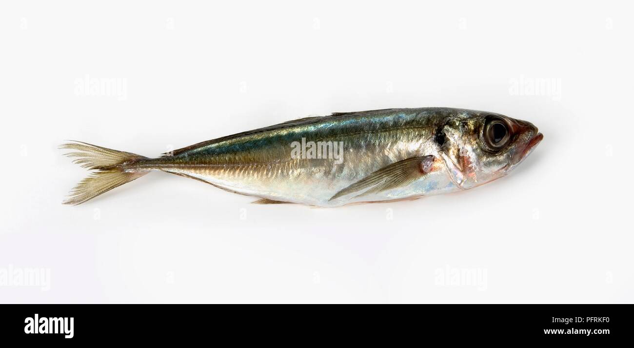 Trachurus fish hi-res stock photography and images - Alamy