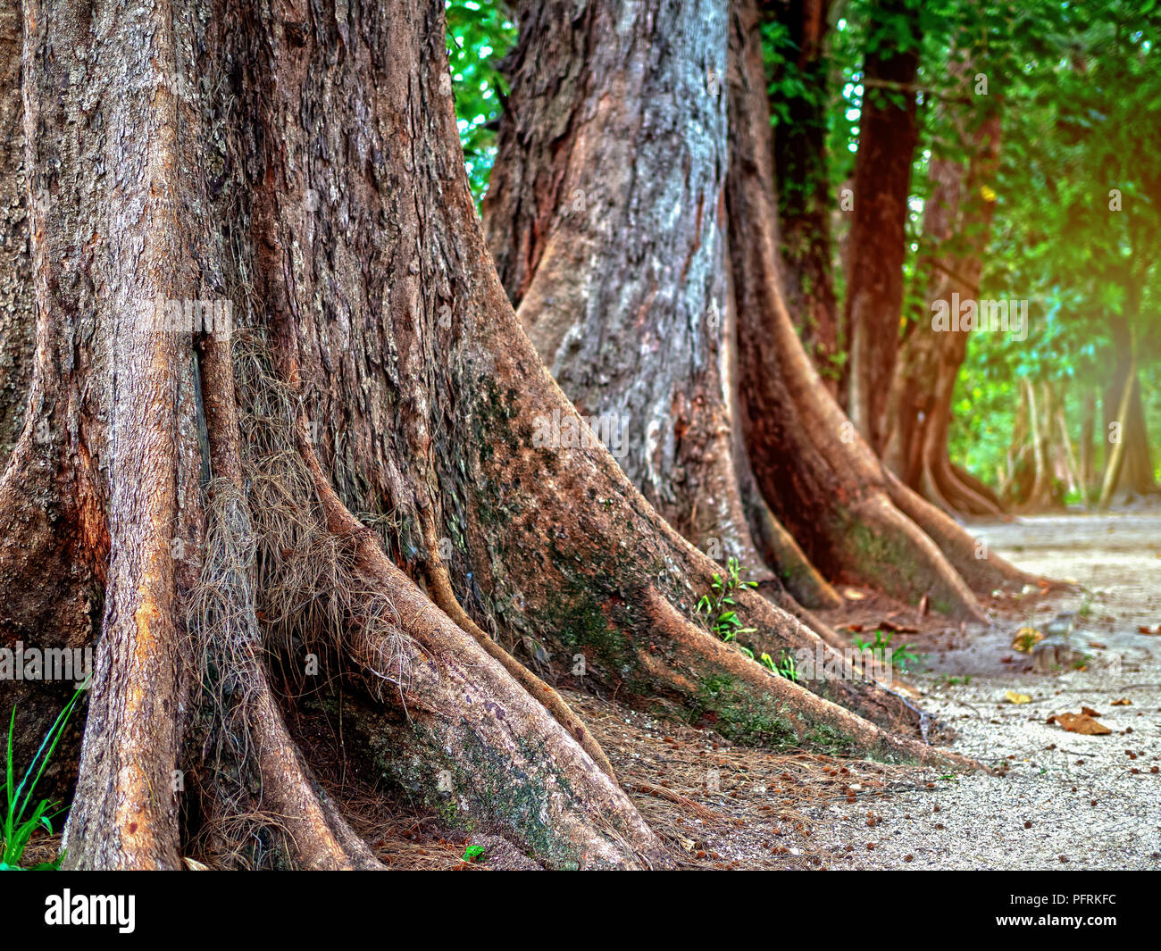 Close-up tree roots on the beach sand with sunlight background with ...