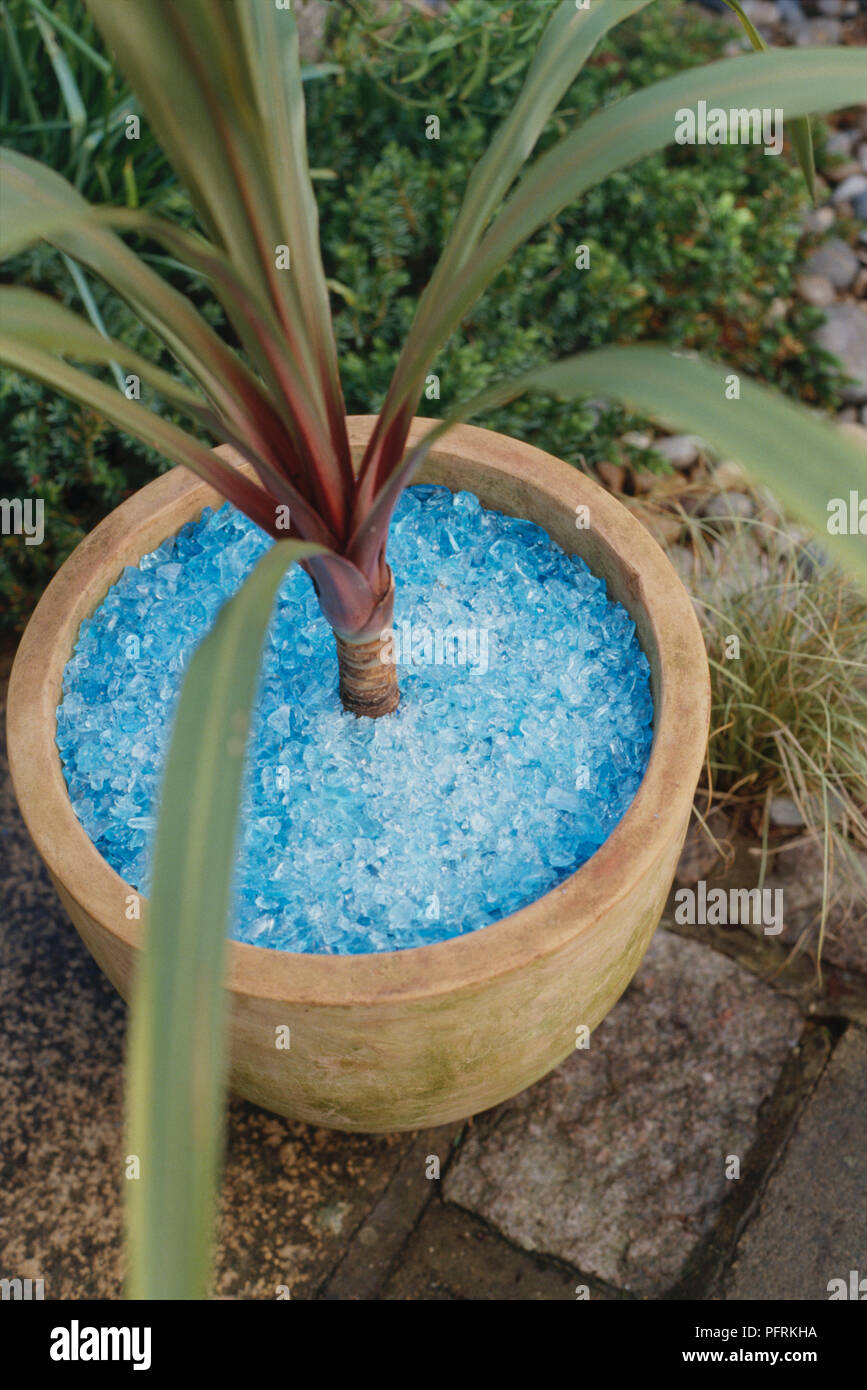 Yucca plant on patio with crushed blue seashell mulch on top of soil in ...