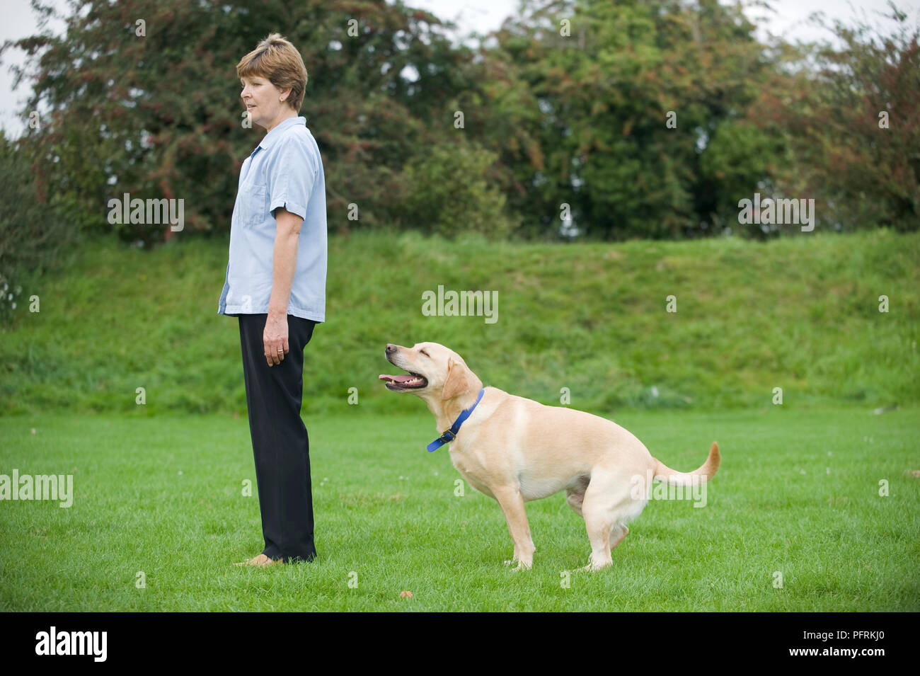 Adult dog standing on grass hi-res stock photography and images - Alamy