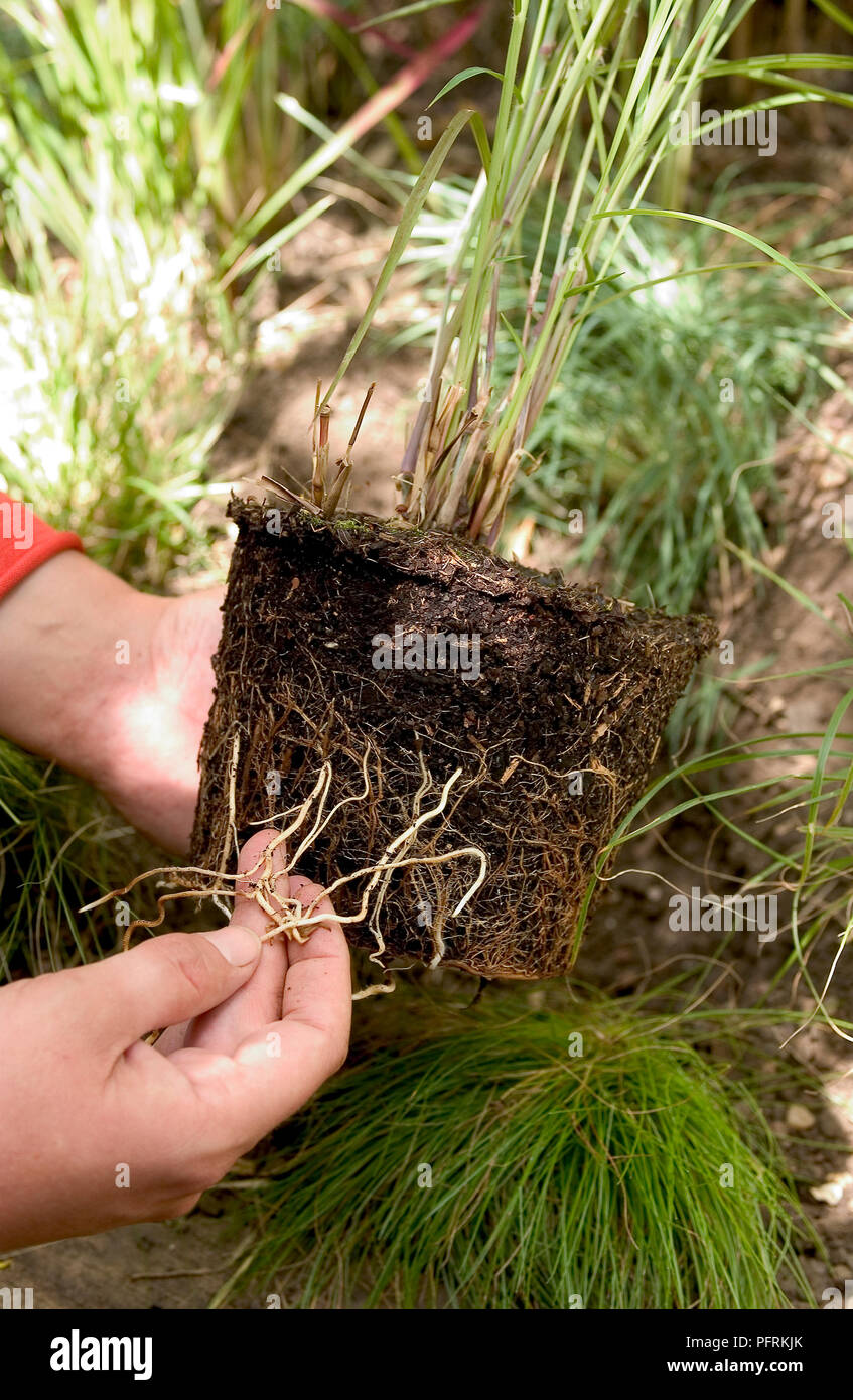 Root ball hi-res stock photography and images - Alamy