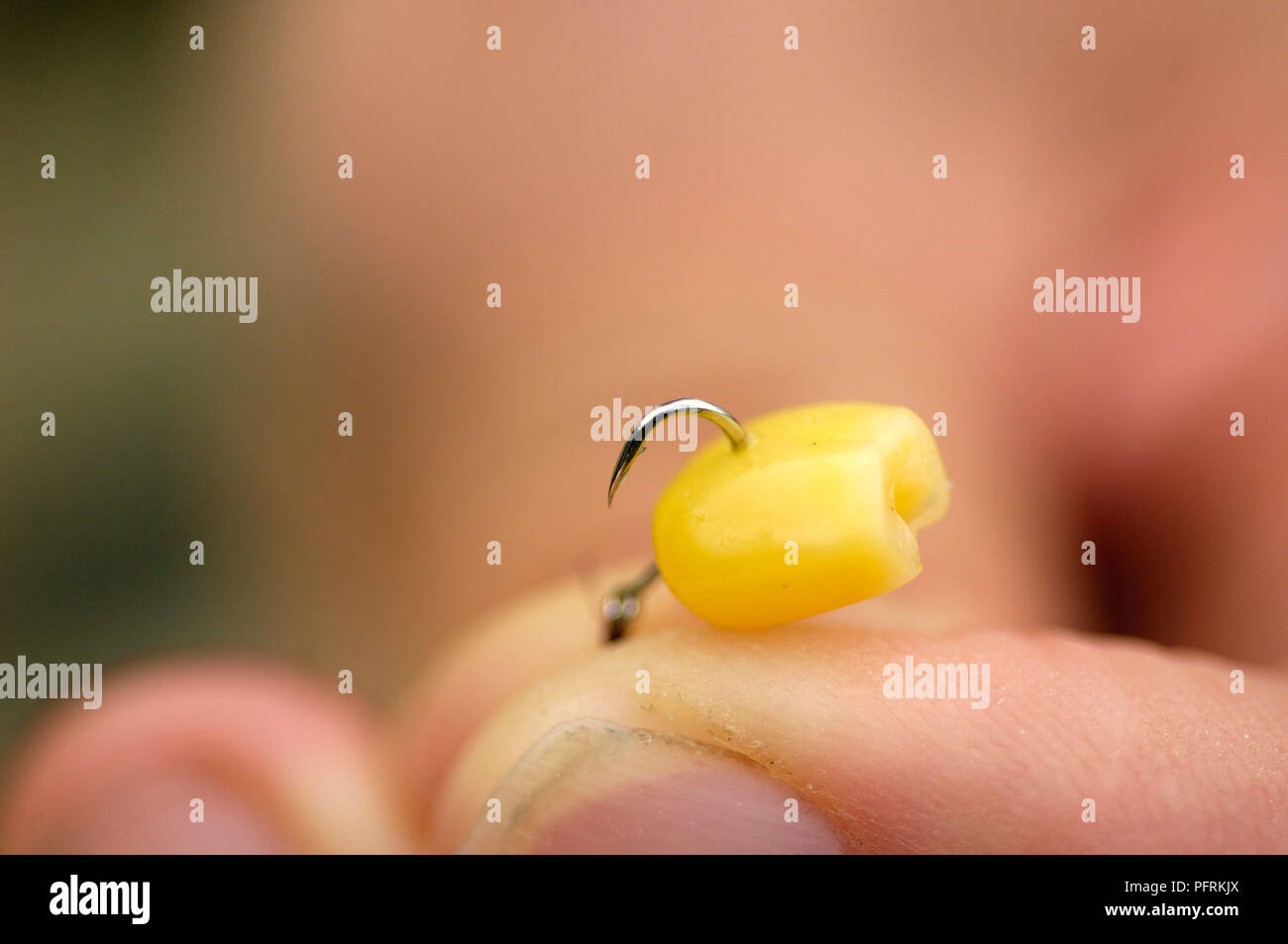 Hand holding sweetcorn bait on hook, close-up Stock Photo - Alamy