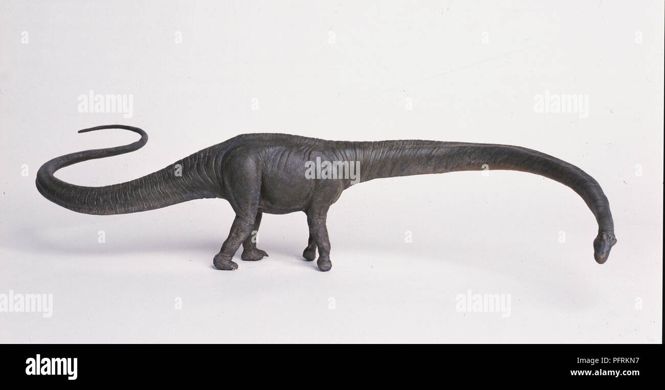 Barosaurus hi-res stock photography and images - Alamy