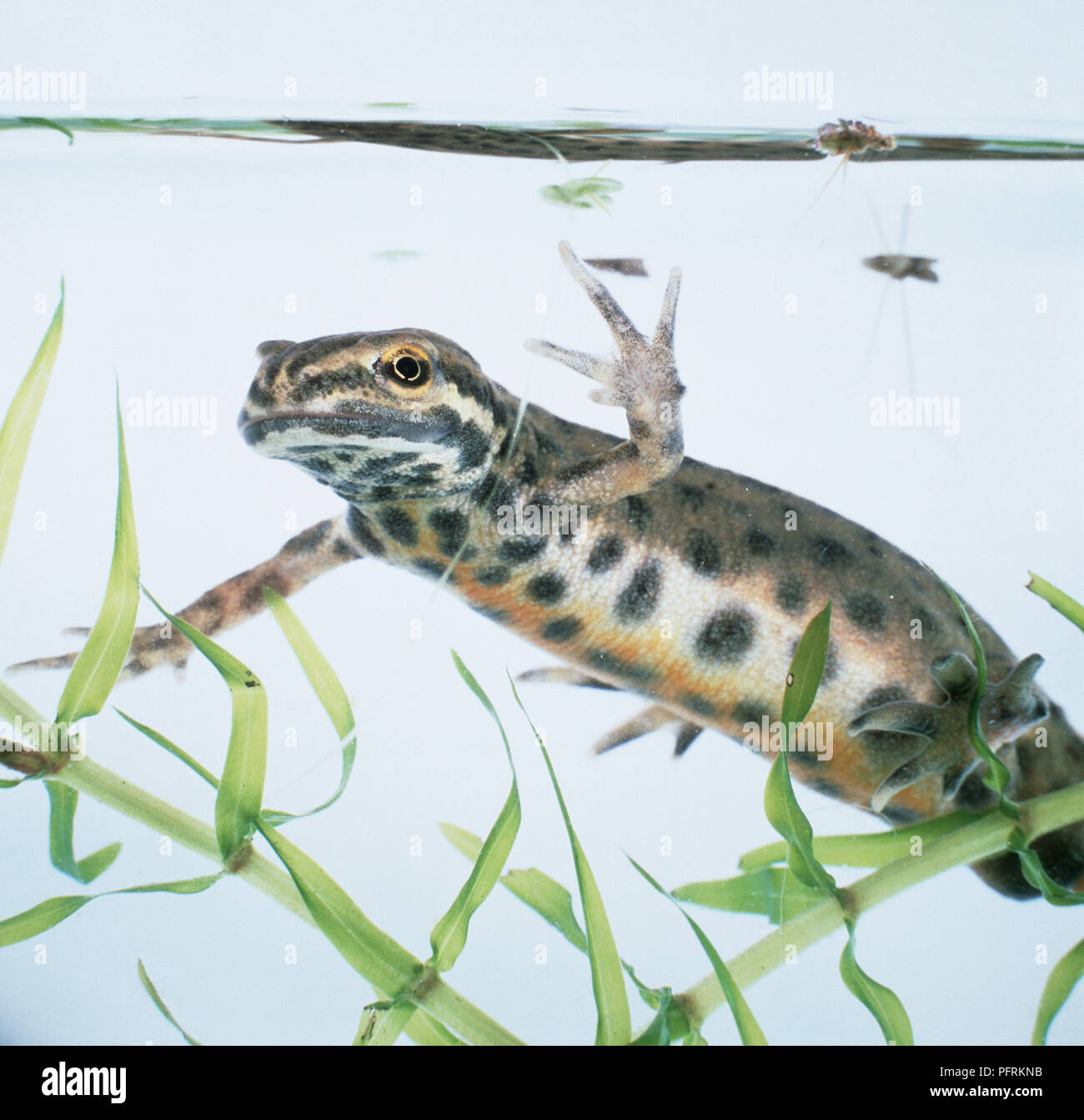 Male Common Newt (Lissotriton vulgaris) swimming in water, close-up ...