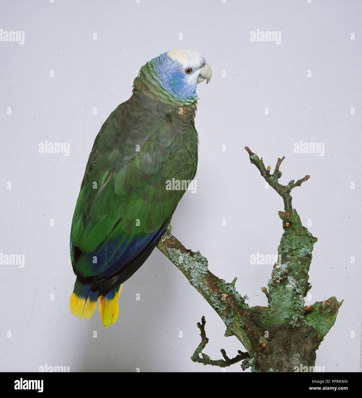 Parrot species hi-res stock photography and images - Alamy