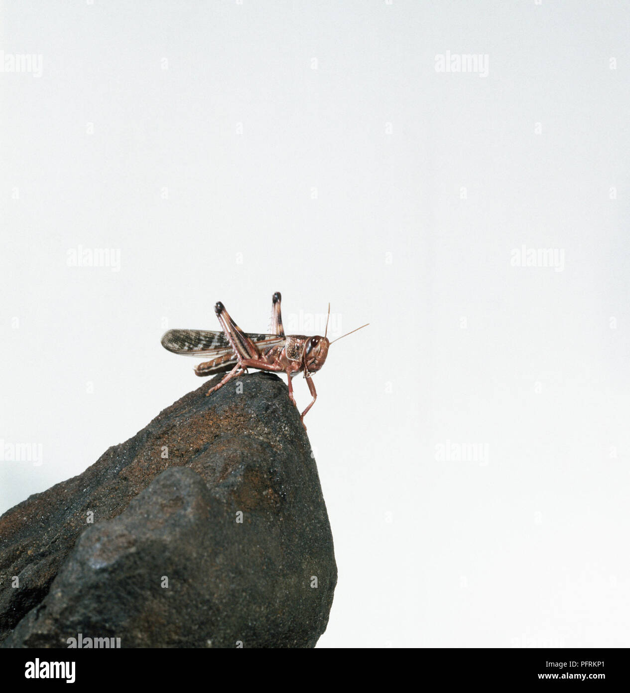 What is a locust hi-res stock photography and images - Alamy