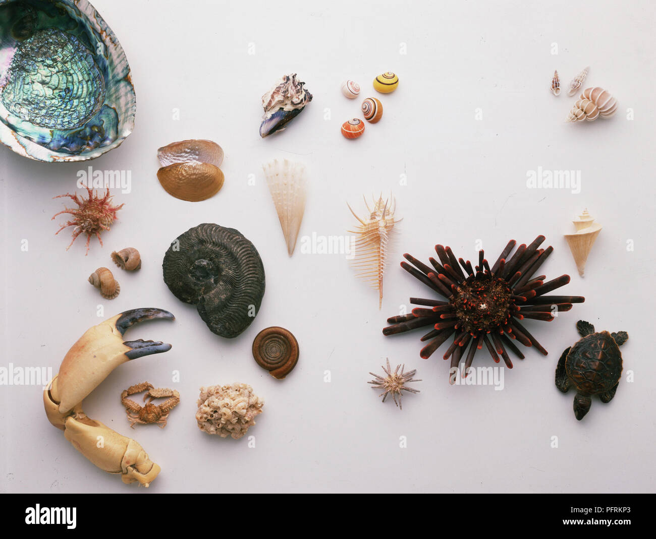 Fossil turtle shell hi-res stock photography and images - Alamy