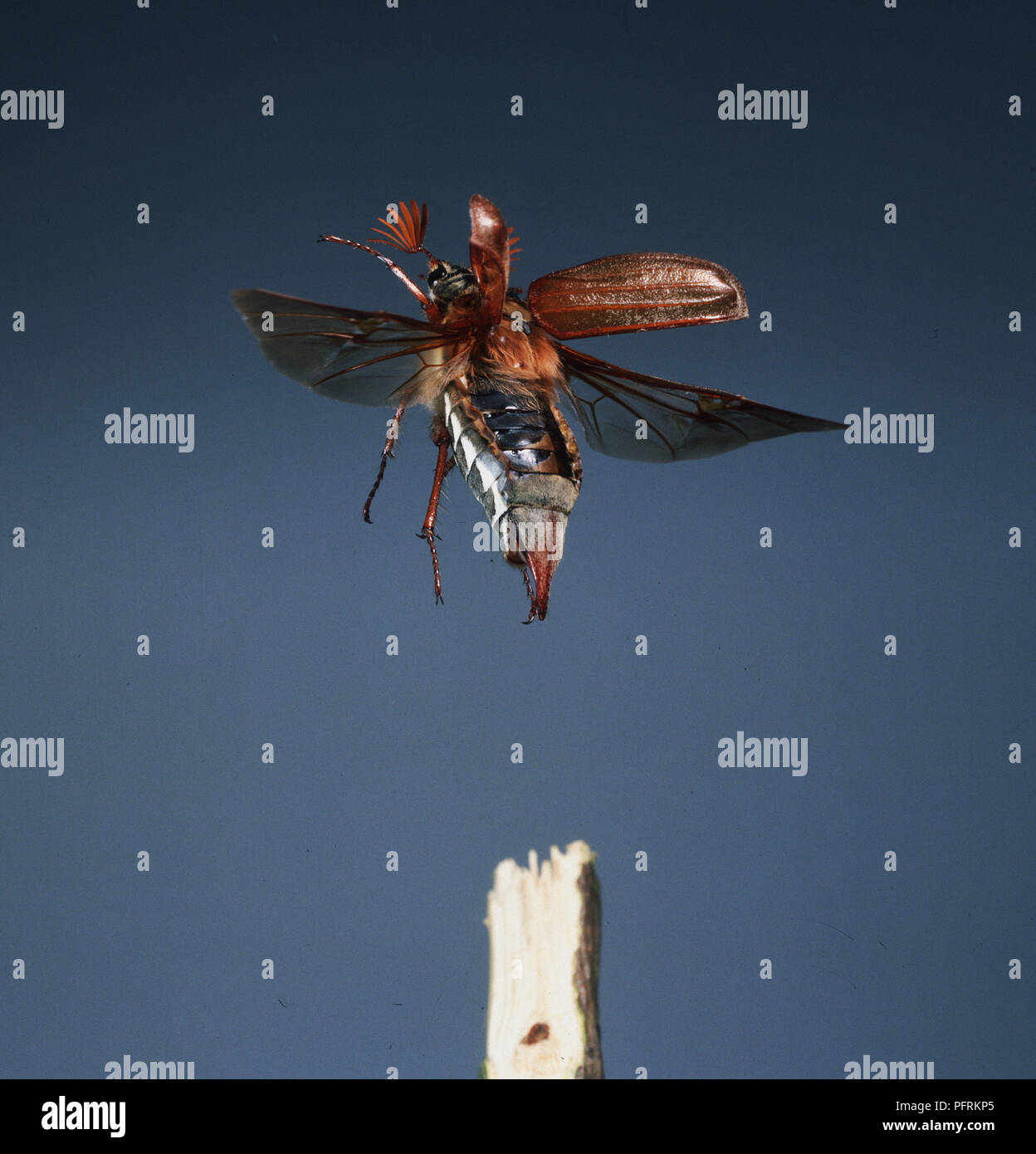 Cockchafer beetle hi-res stock photography and images - Alamy