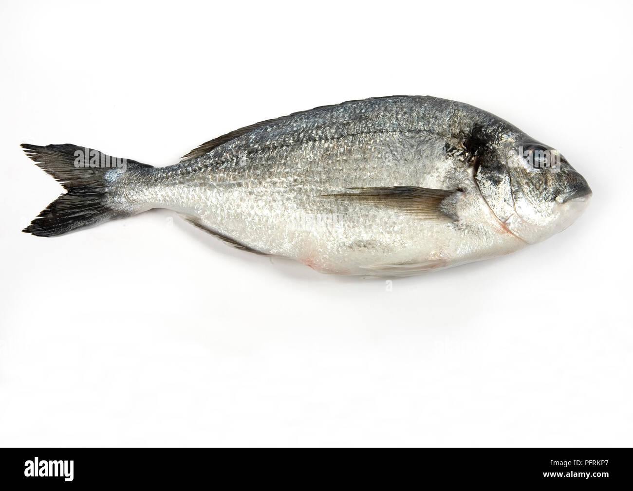 Sparus aurata Cut Out Stock Images & Pictures - Alamy