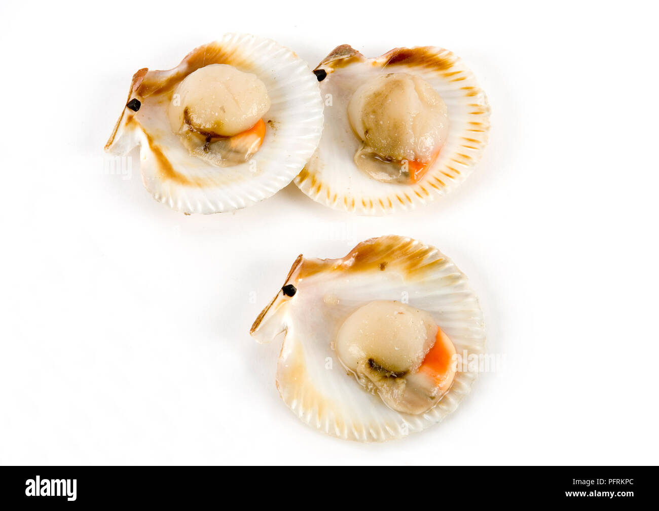 Studio open clam shell hi-res stock photography and images - Alamy