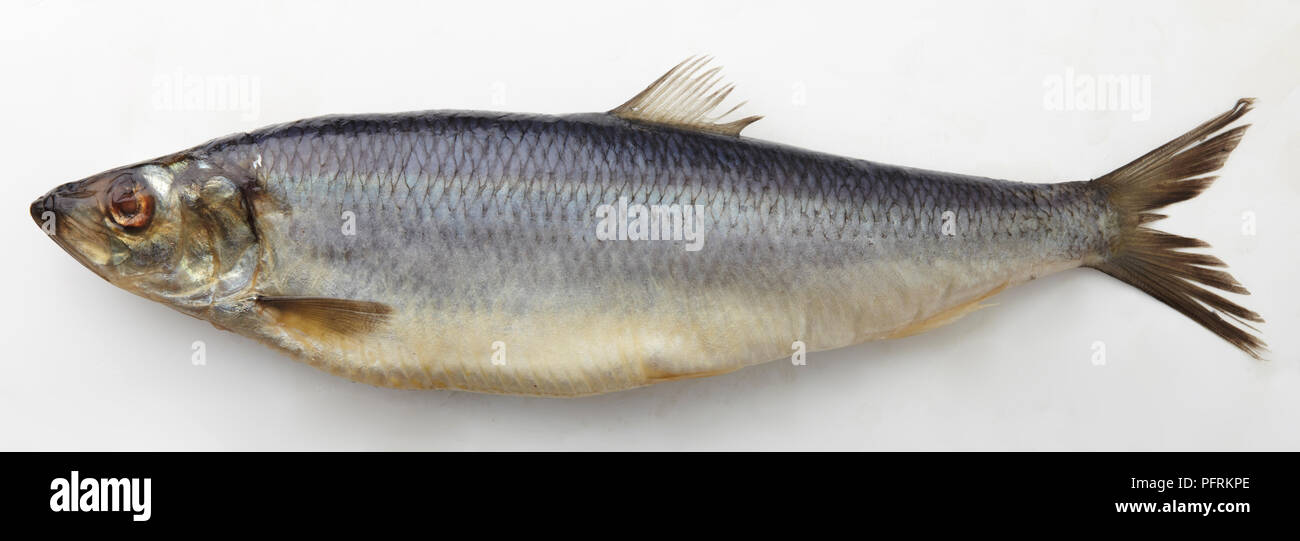 Pacific herring (Clupea pallasii Stock Photo - Alamy