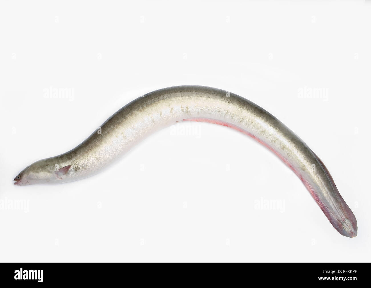 European eel (Anguilla anguilla Stock Photo - Alamy