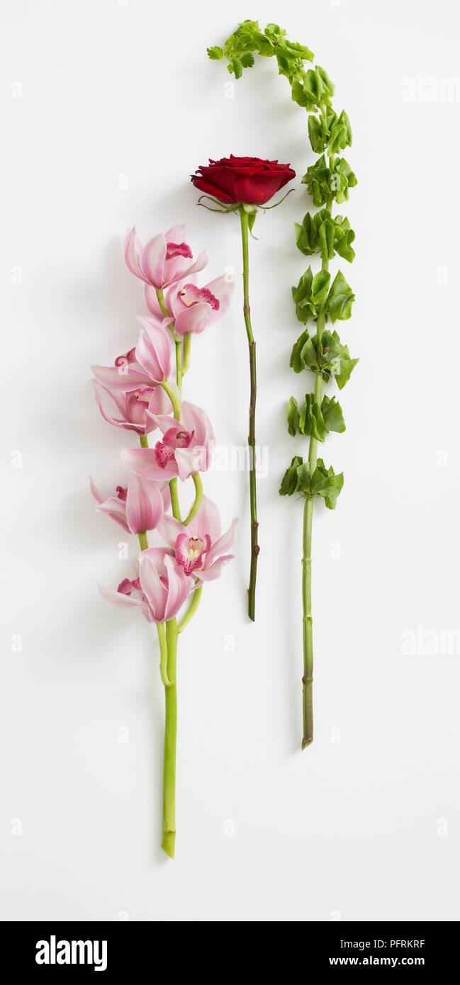 Rosa pink bells hi-res stock photography and images - Alamy