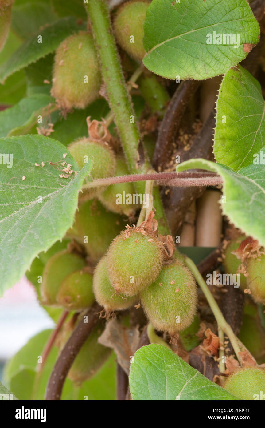 Unripe kiwi fruits hi-res stock photography and images - Alamy