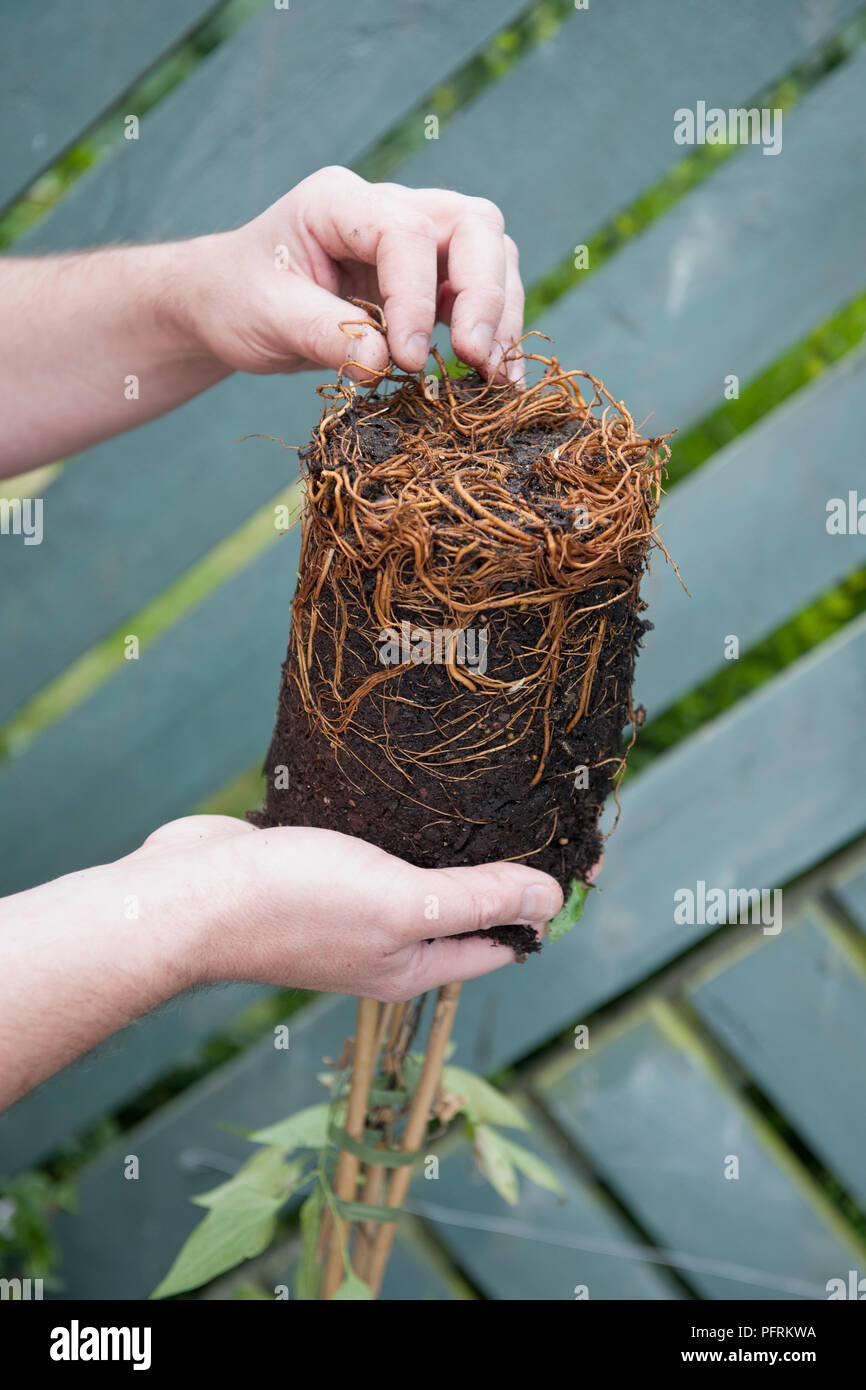 Clematis roots hi-res stock photography and images - Alamy
