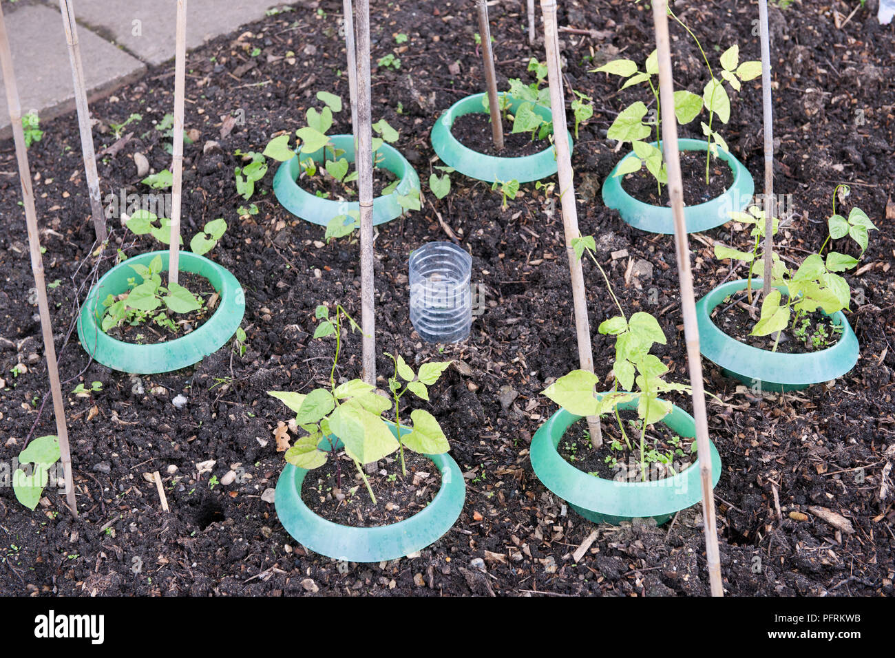 Slug collar hi-res stock photography and images - Alamy